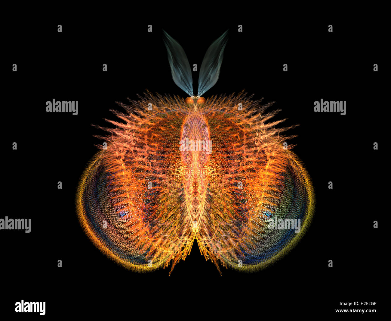 Intricate butterfly hi-res stock photography and images - Alamy