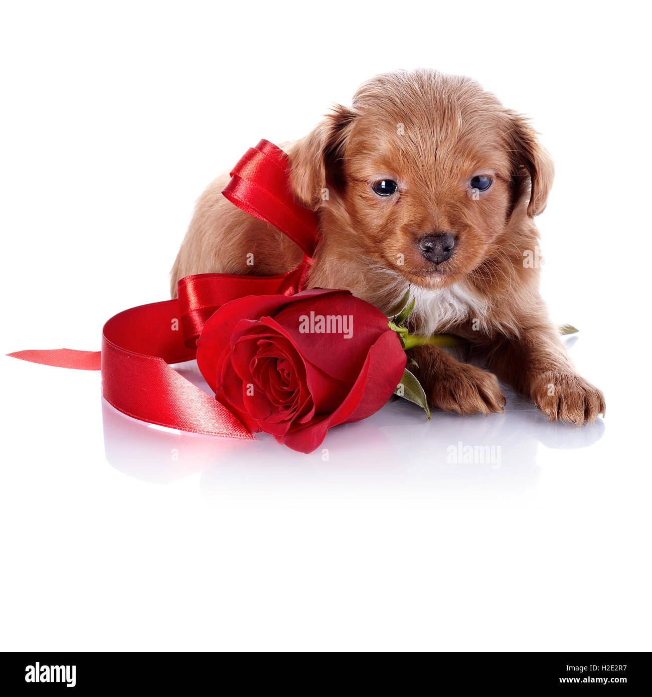 Puppy with a red bow and a rose Stock Photo - Alamy
