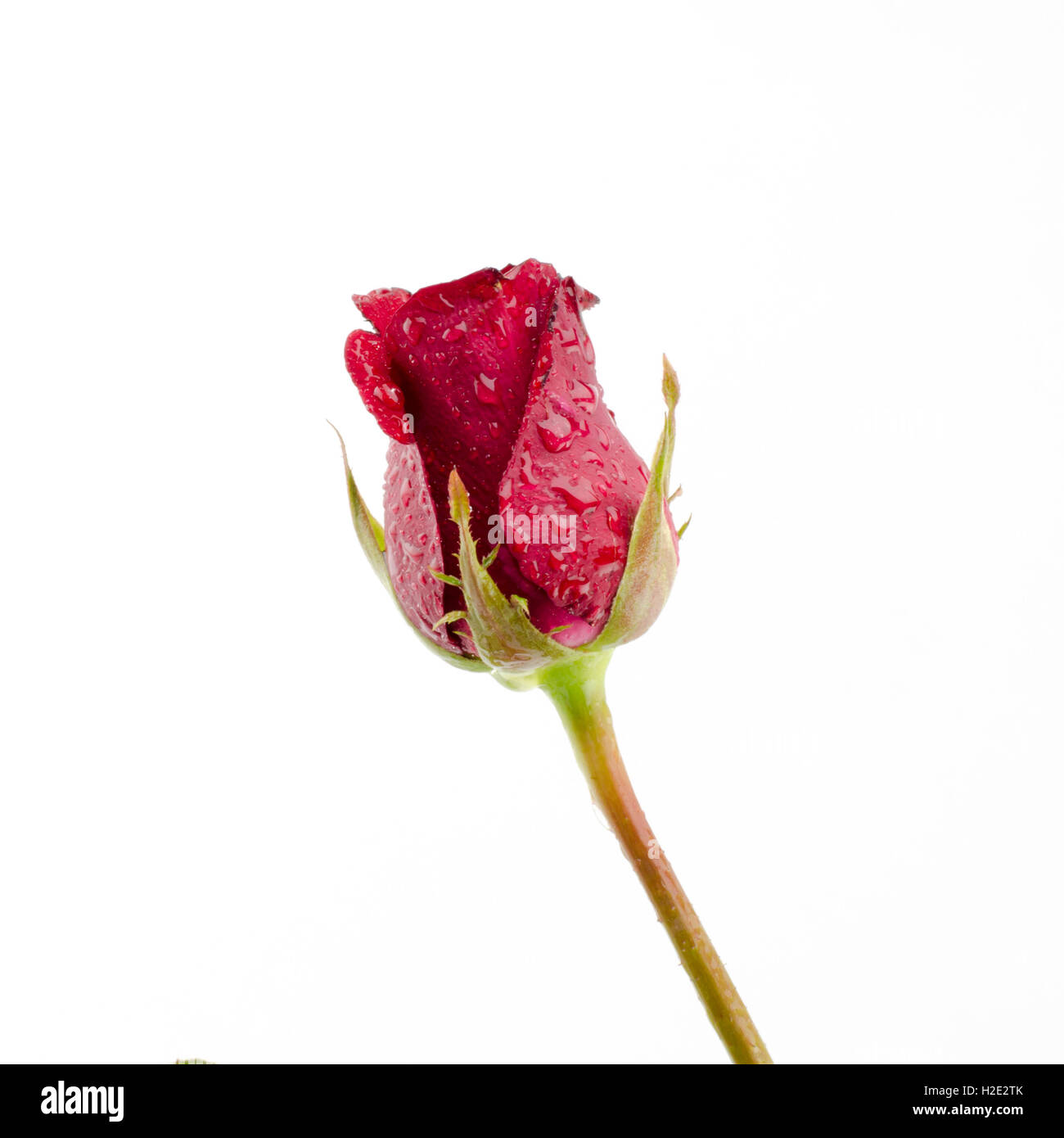 rose flower isolated on white Stock Photo - Alamy