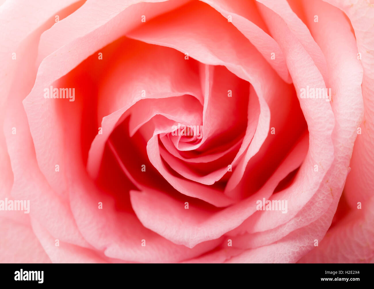 Rose texture hi-res stock photography and images - Alamy