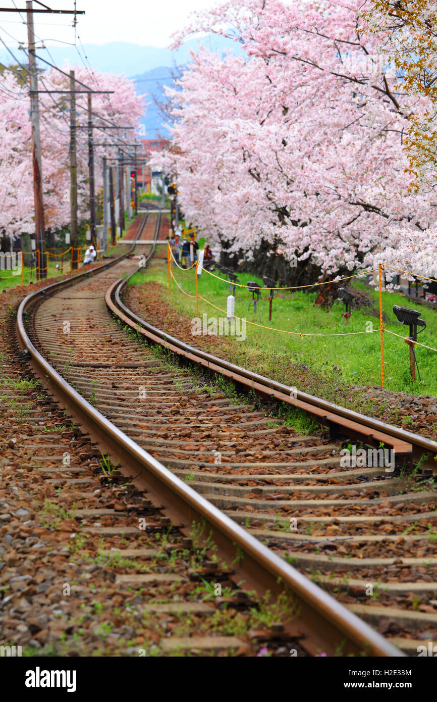 Sakura tree and railroad Stock Photo - Alamy
