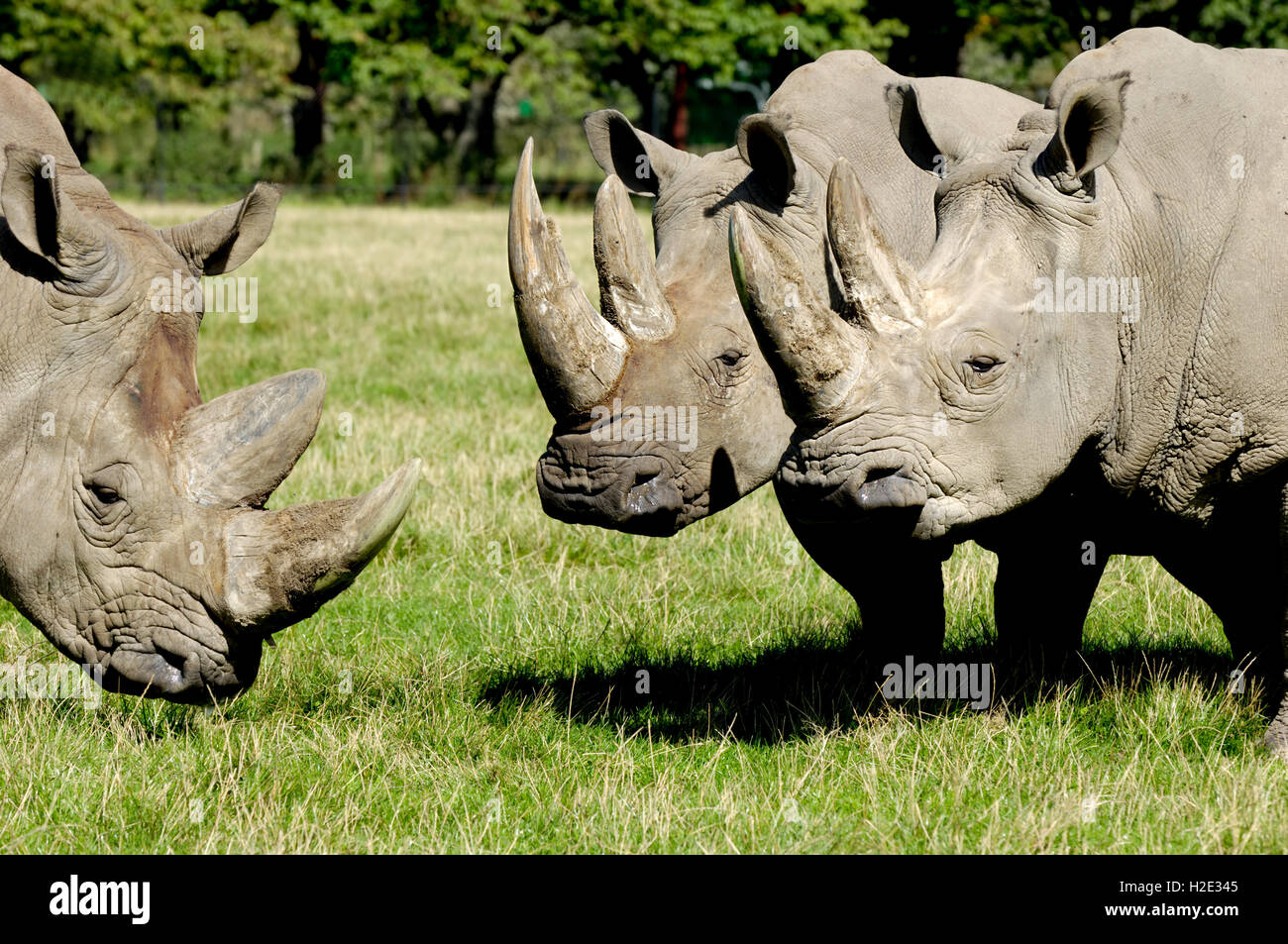 Group of rhino Stock Photo - Alamy