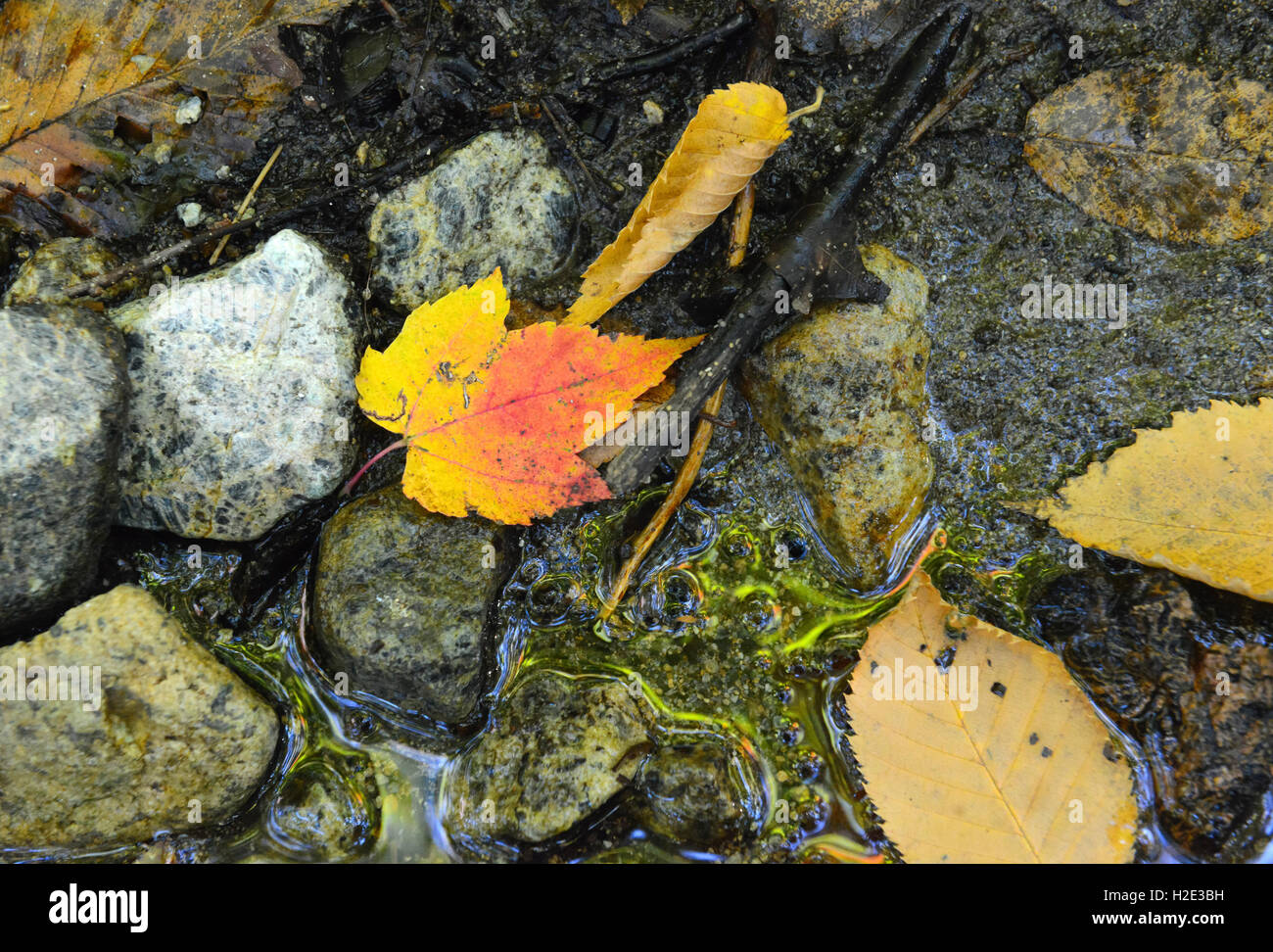 Fall foliage, Maple leaf in Autumn colors Stock Photo - Alamy