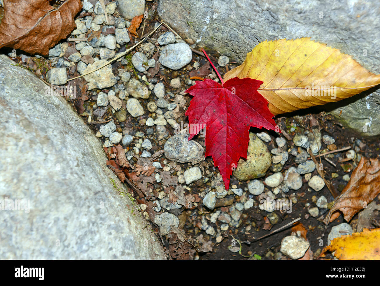 Fall foliage, Maple leaf in Autumn colors Stock Photo - Alamy