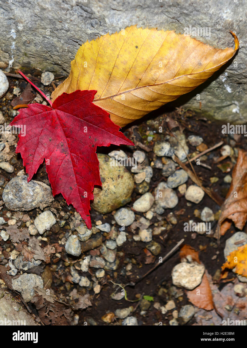 Fall foliage, Maple leaf in Autumn colors Stock Photo - Alamy