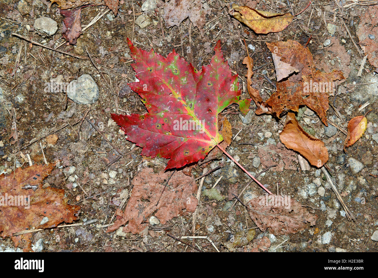 Fall foliage, Maple leaf in Autumn colors Stock Photo - Alamy