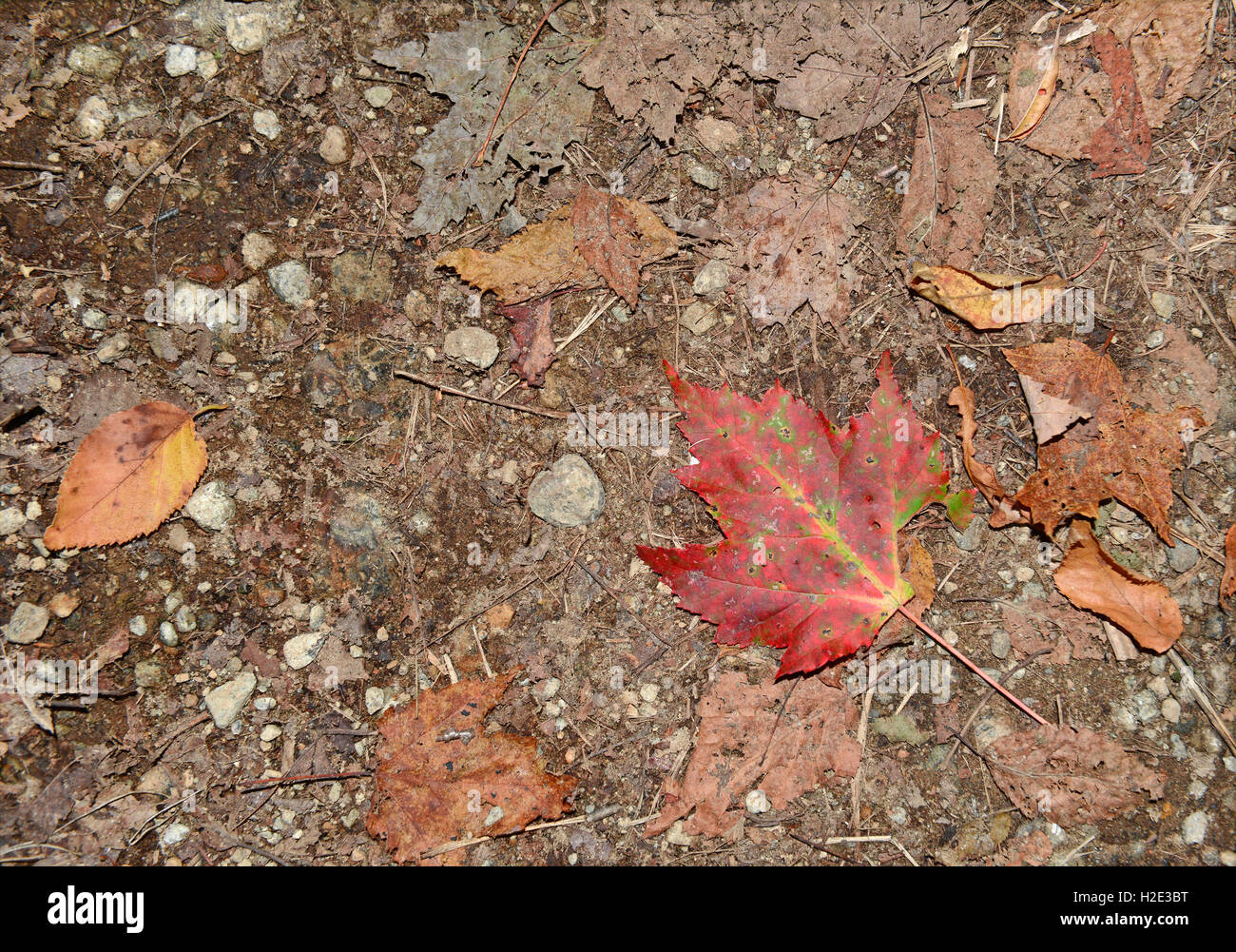 Fall foliage, Maple leaf in Autumn colors Stock Photo - Alamy