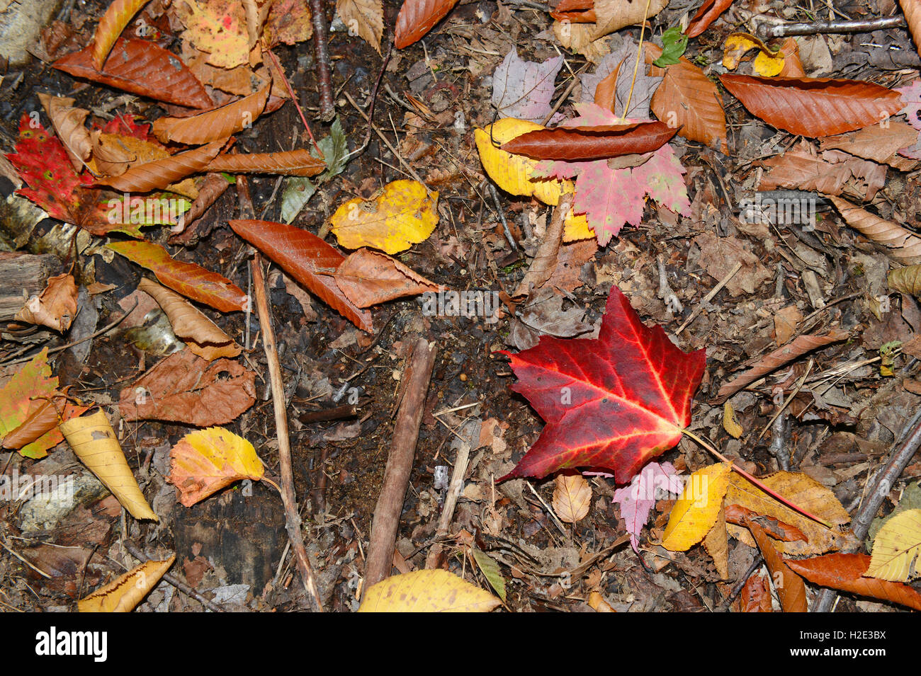 Fall foliage, Maple leaf in Autumn colors Stock Photo - Alamy