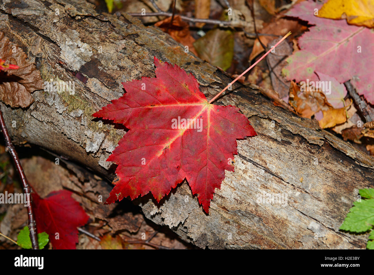 Fall foliage, Maple leaf in Autumn colors Stock Photo - Alamy