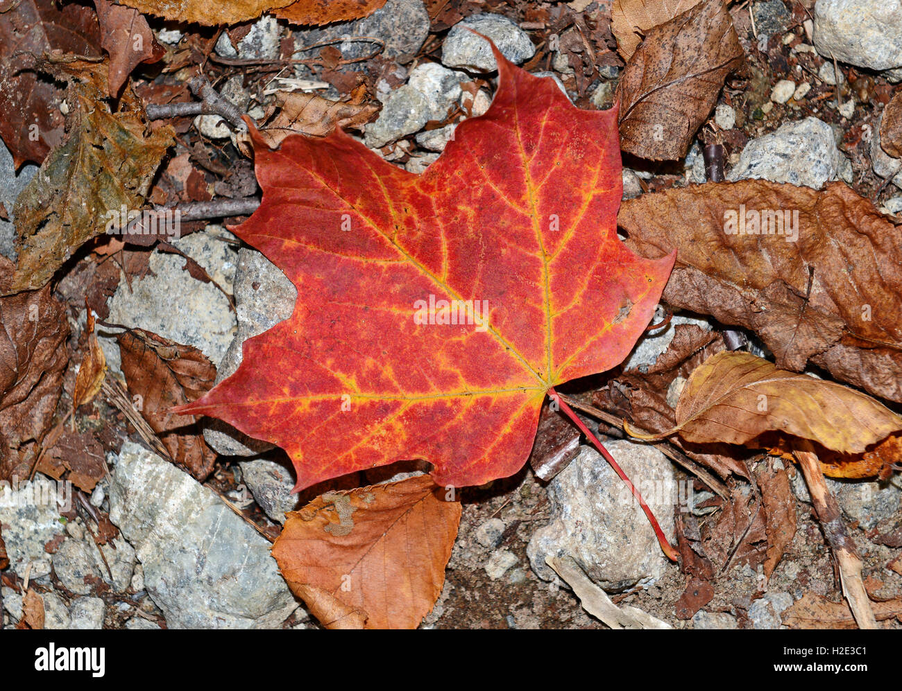 Fall foliage, Maple leaf in Autumn colors Stock Photo - Alamy