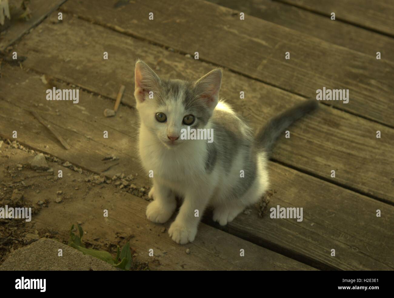 A Very Young Feral Scaredy Kitten Stock Photo - Alamy
