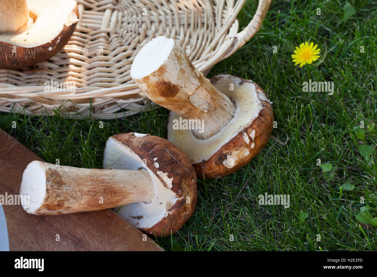 Summer ceps hi-res stock photography and images - Alamy