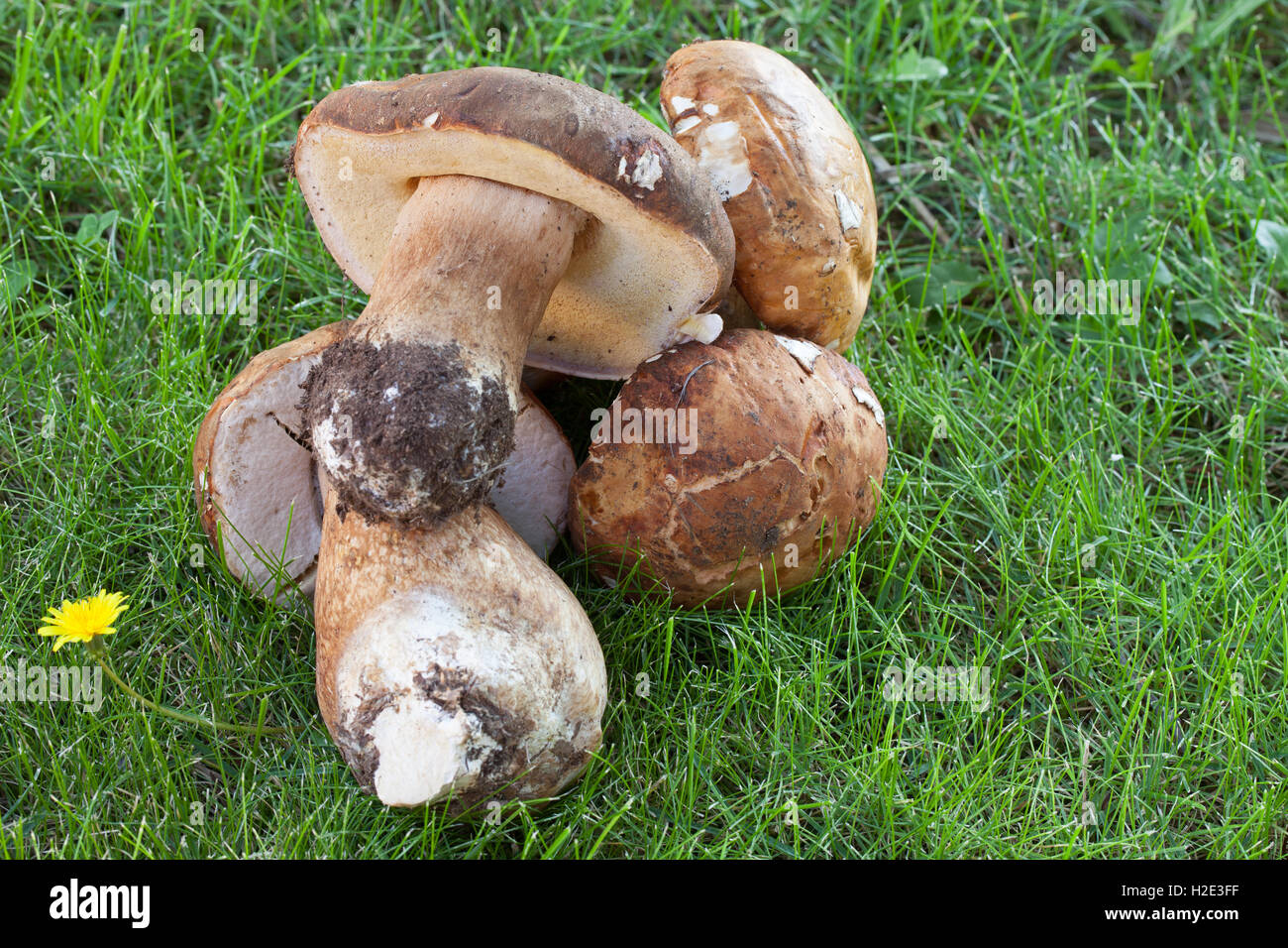 Edible Boletus Edulis Stock Photo - Alamy