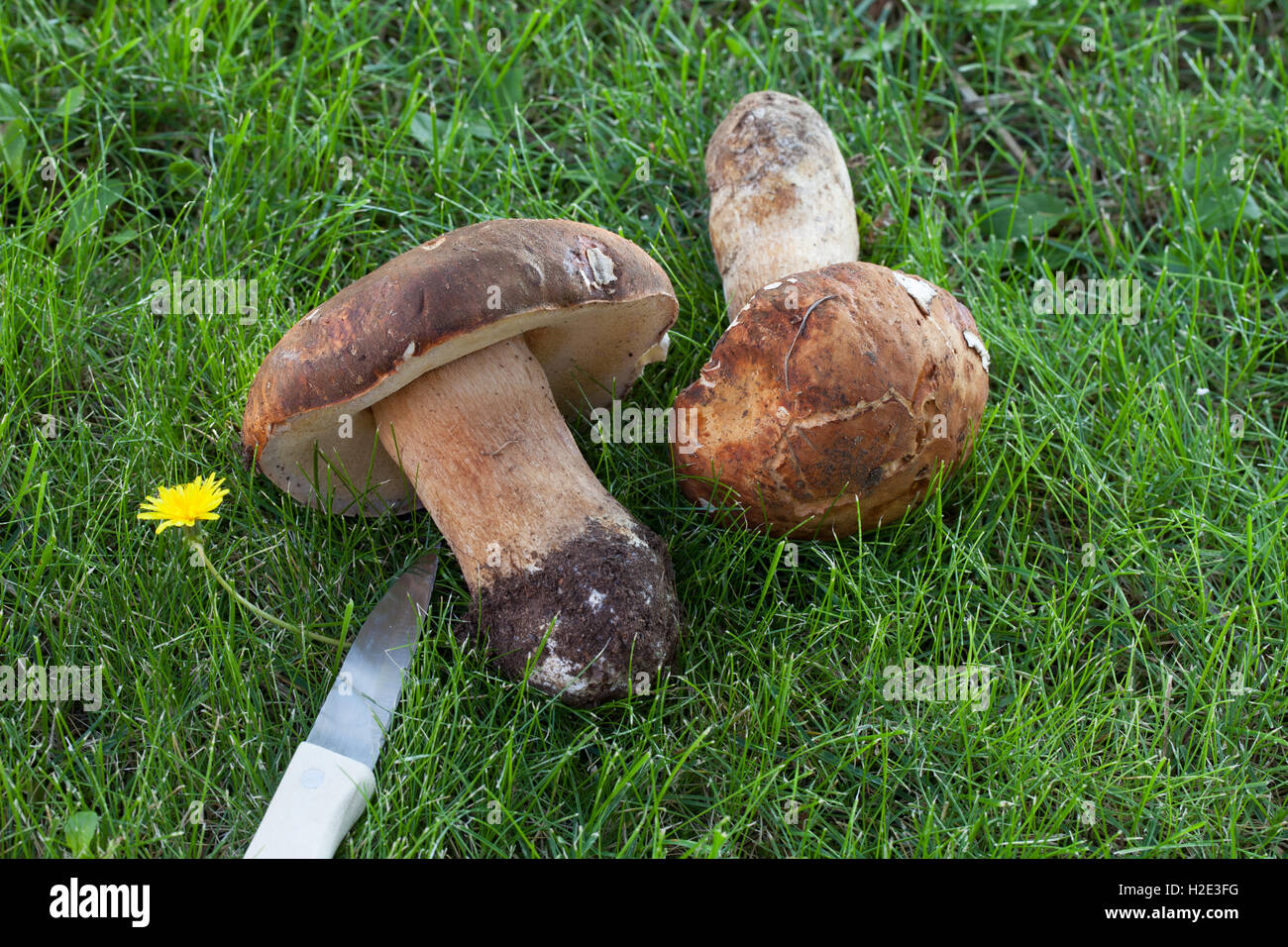 Ceps and knife hi-res stock photography and images - Alamy
