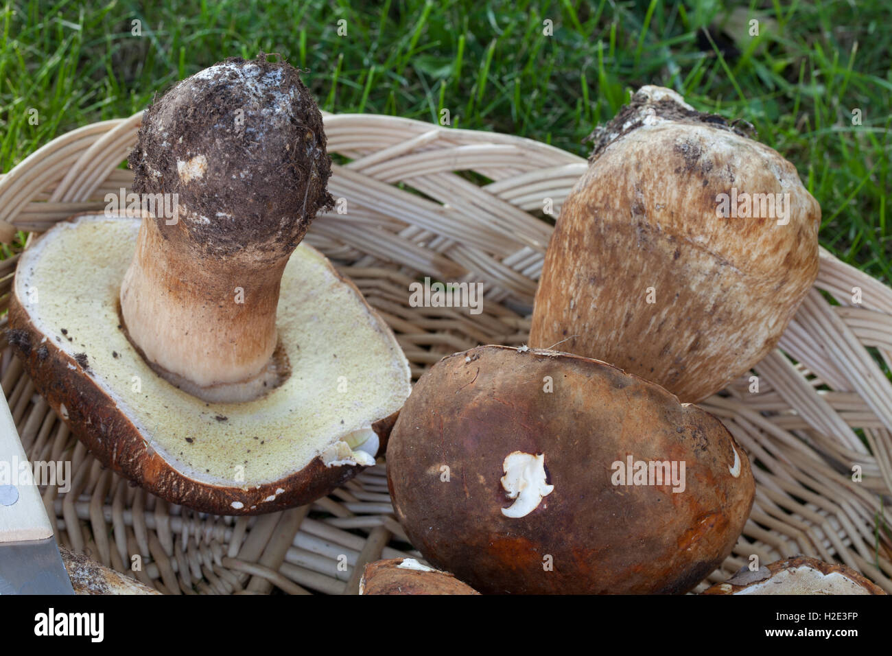 Summer ceps hi-res stock photography and images - Alamy