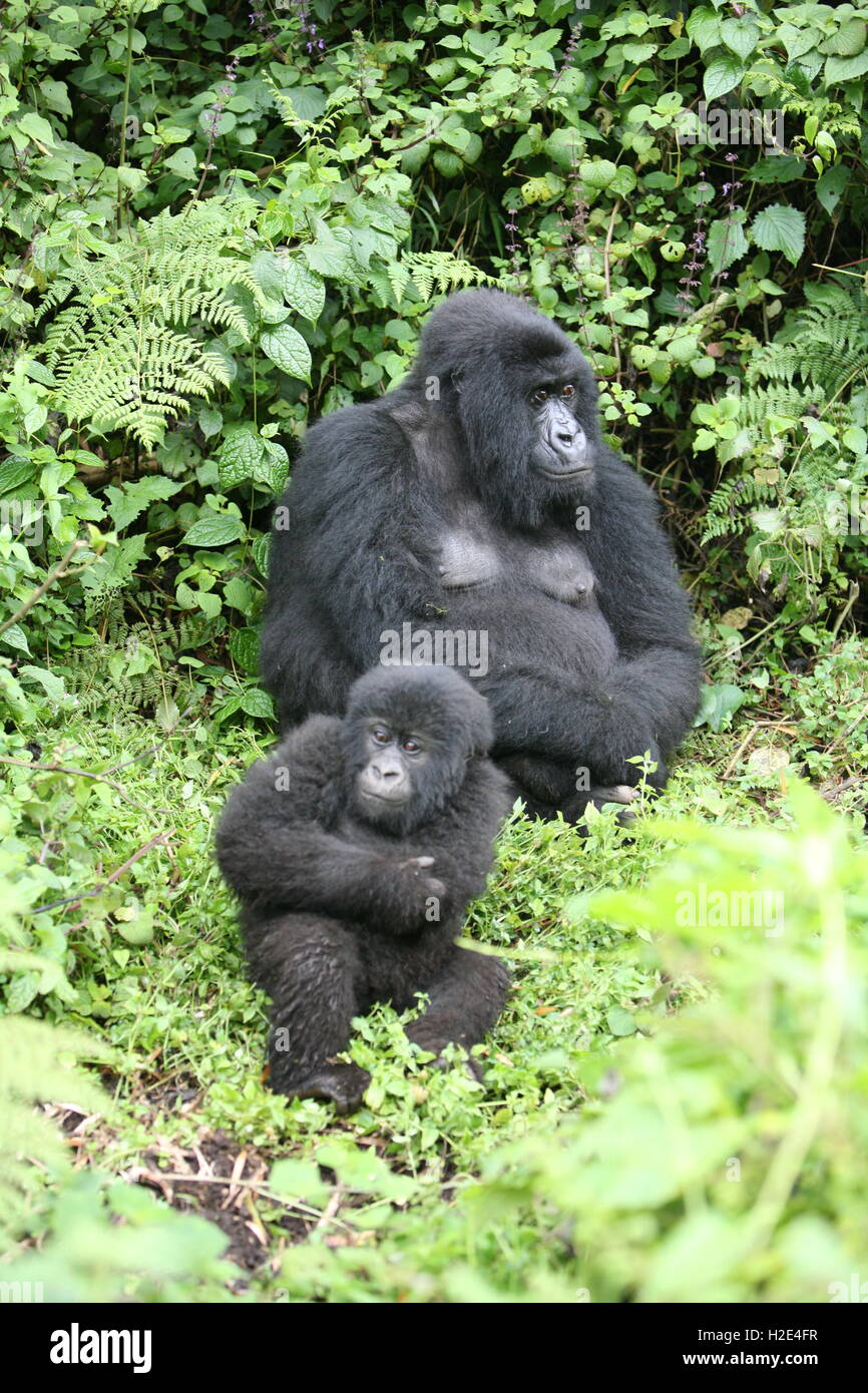 Wild Gorilla animal Rwanda Africa tropical Forest Stock Photo - Alamy