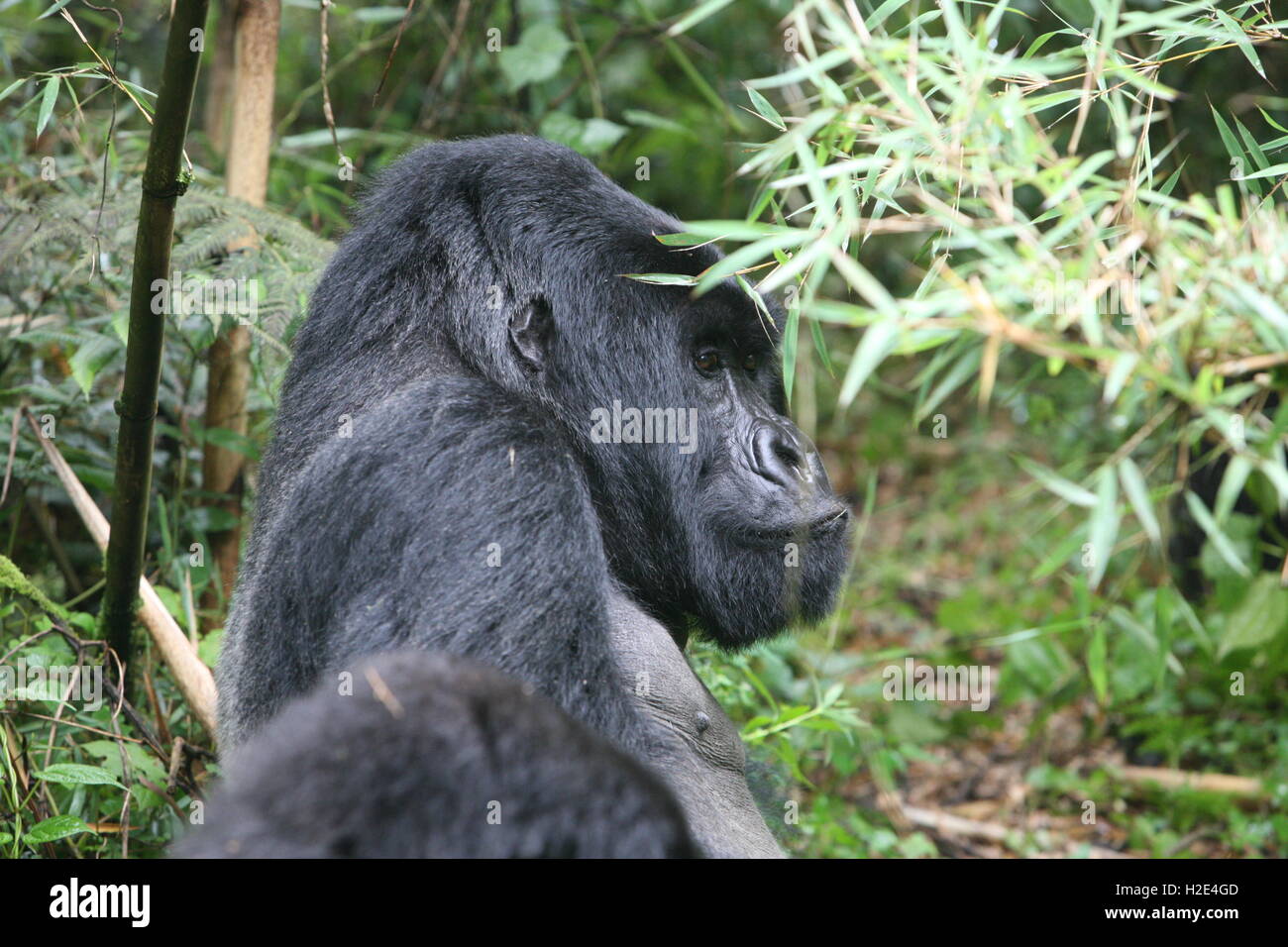 Wild Gorilla animal Rwanda Africa tropical Forest Stock Photo - Alamy