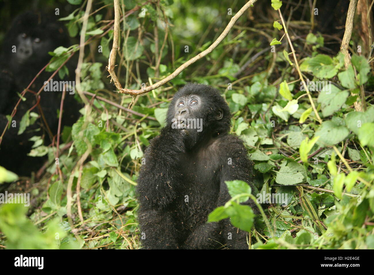 Wild Gorilla animal Rwanda Africa tropical Forest Stock Photo - Alamy