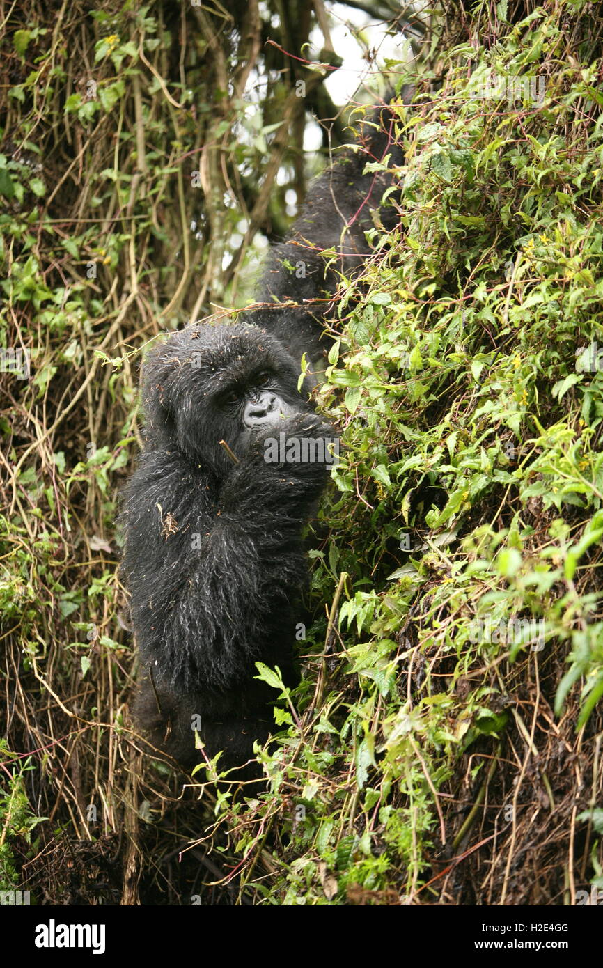 Wild Gorilla animal Rwanda Africa tropical Forest Stock Photo - Alamy