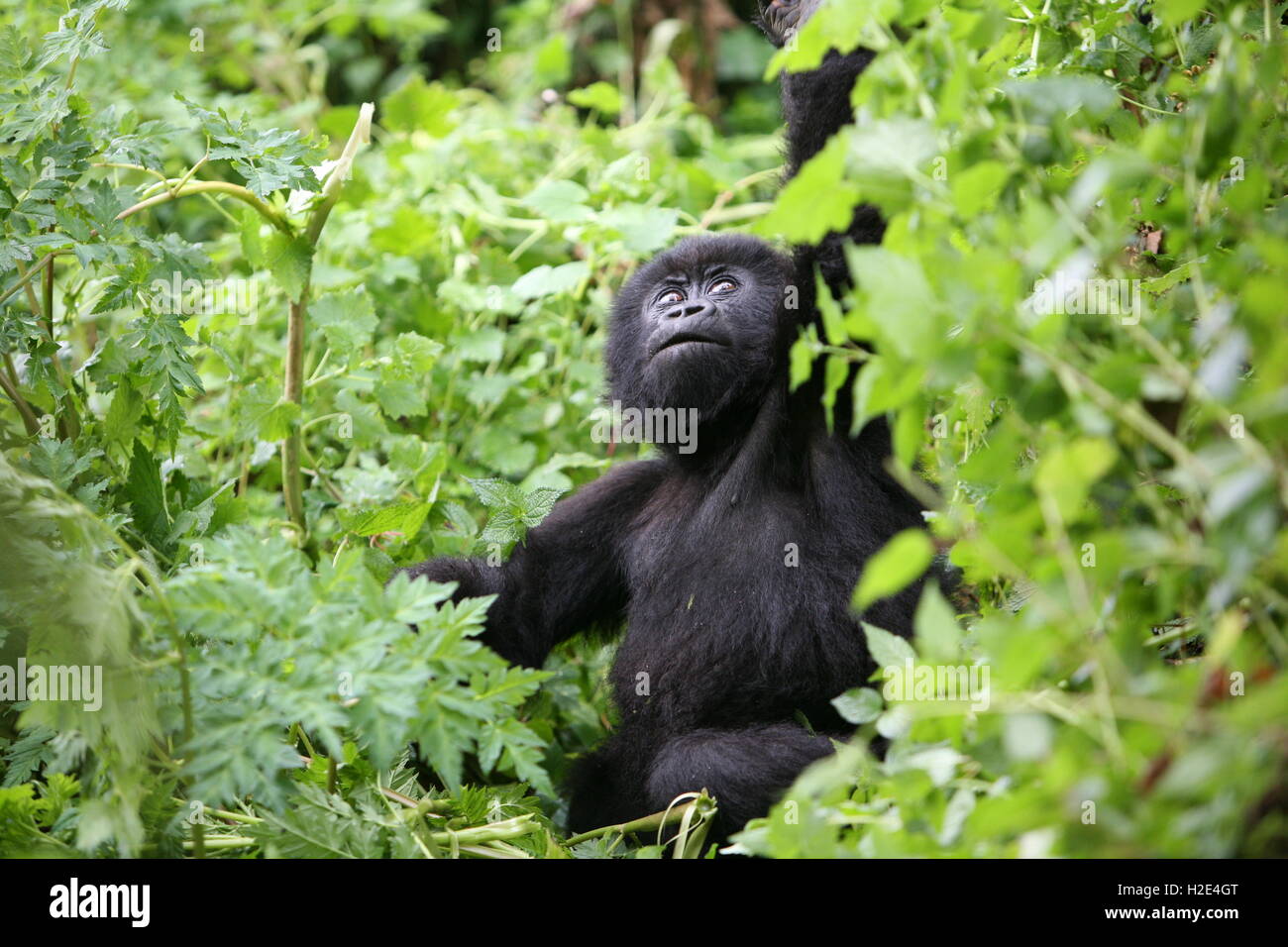 Wild Gorilla animal Rwanda Africa tropical Forest Stock Photo - Alamy