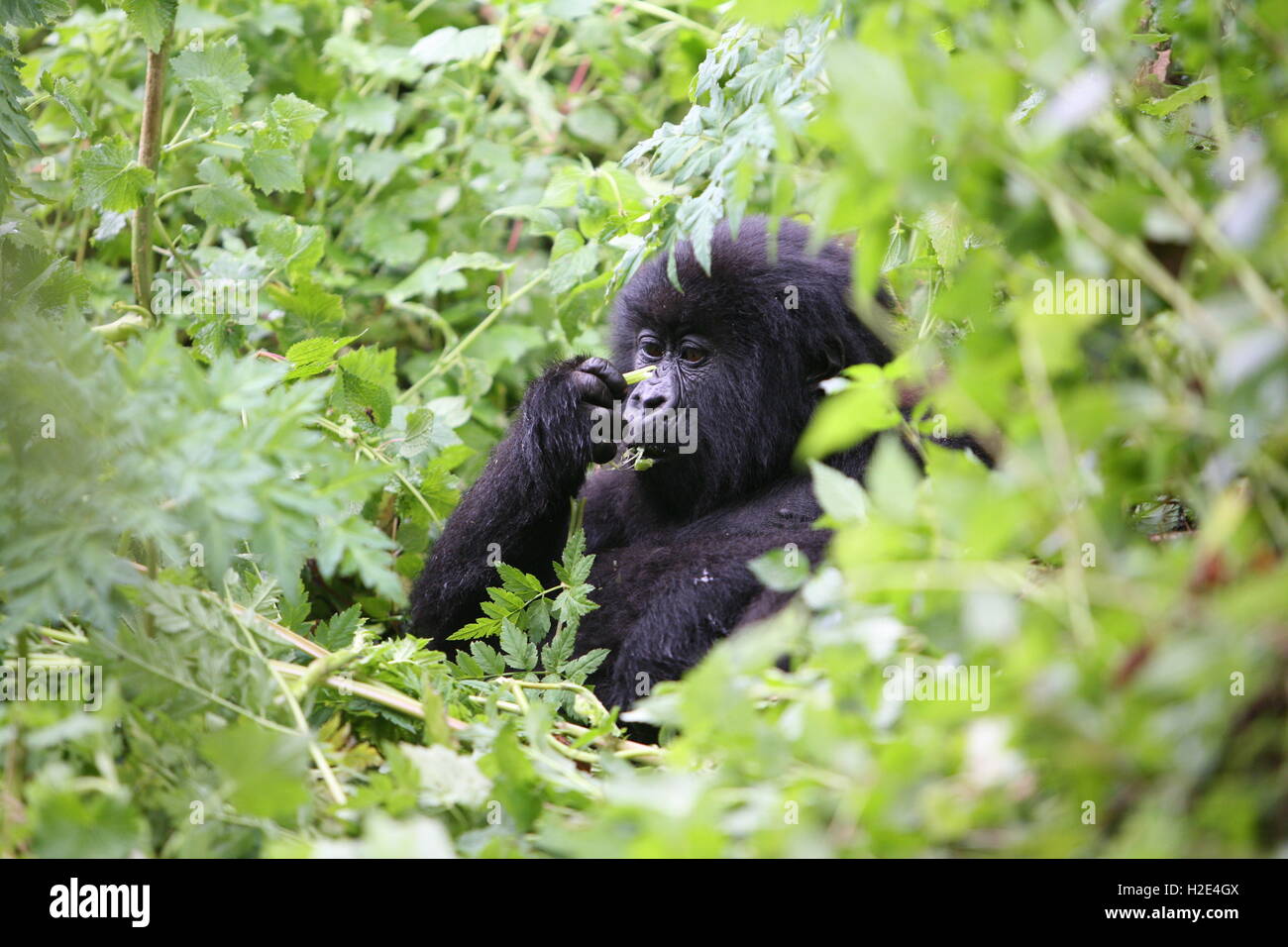 Wild Gorilla animal Rwanda Africa tropical Forest Stock Photo - Alamy