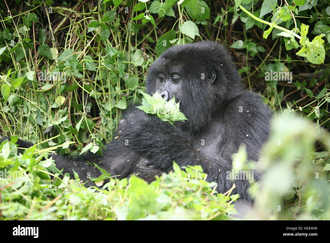 Wild Gorilla animal Rwanda Africa tropical Forest Stock Photo - Alamy