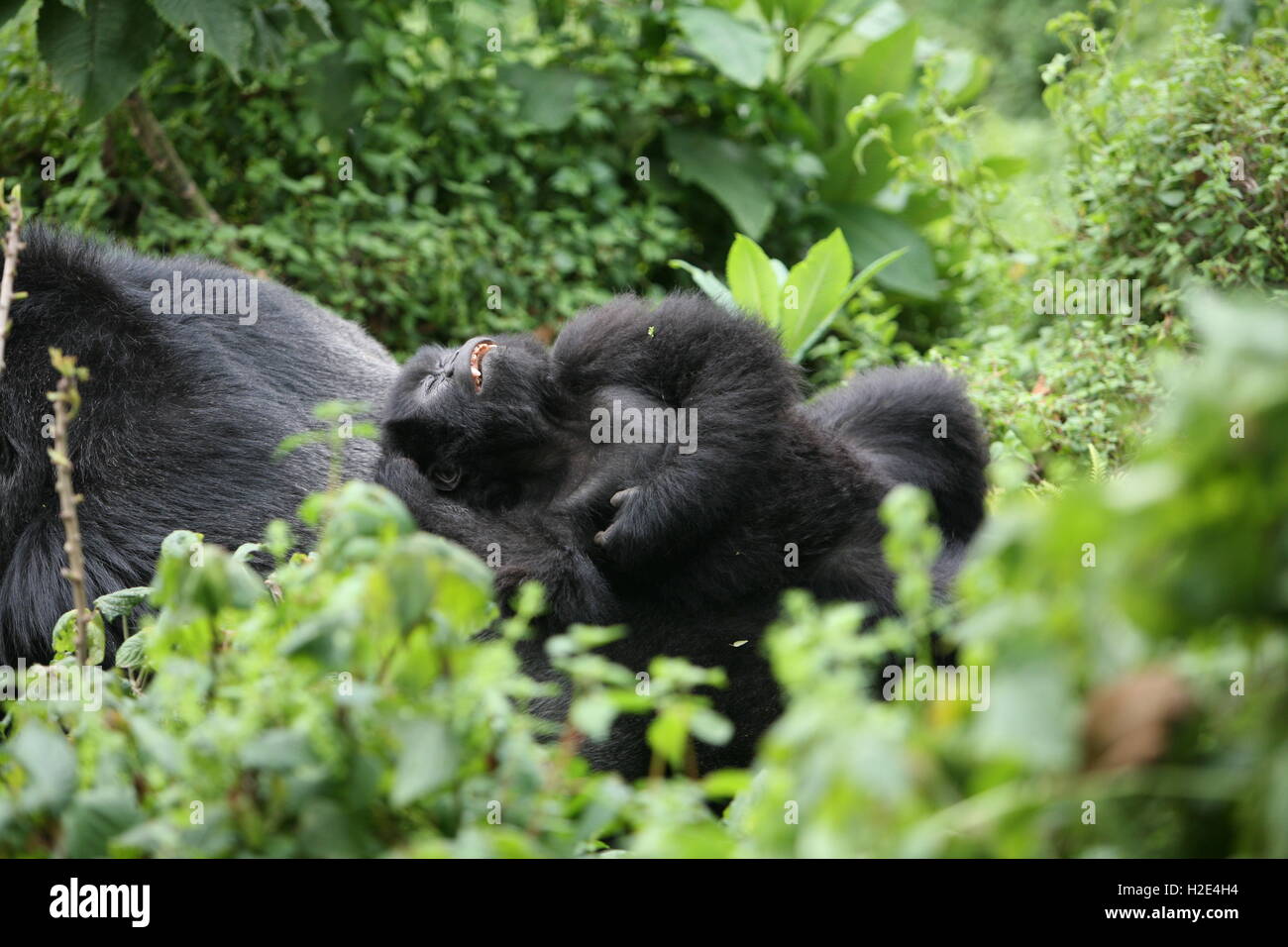 Wild Gorilla animal Rwanda Africa tropical Forest Stock Photo - Alamy