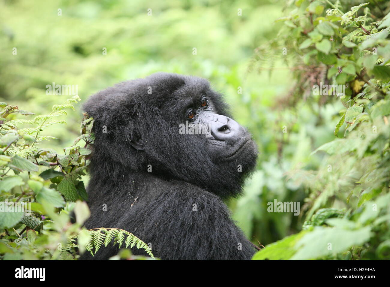Wild Gorilla animal Rwanda Africa tropical Forest Stock Photo - Alamy