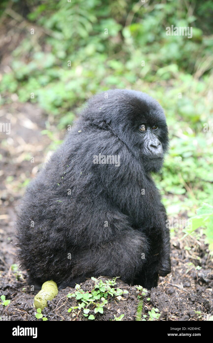 Wild Gorilla animal Rwanda Africa tropical Forest Stock Photo - Alamy