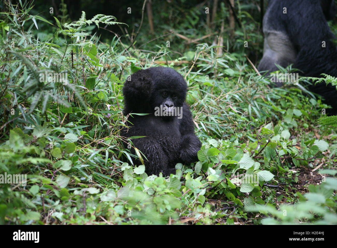 Wild Gorilla animal Rwanda Africa tropical Forest Stock Photo - Alamy