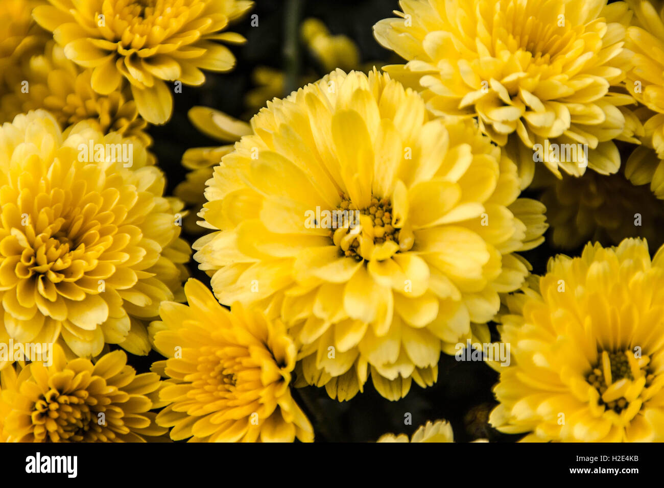 Yellow flowers background image Stock Photo - Alamy