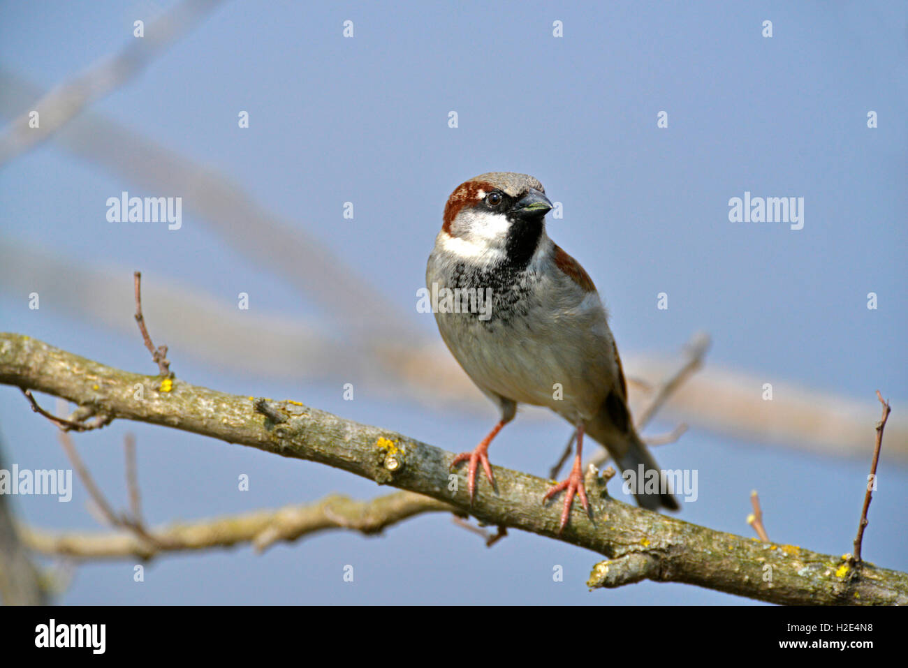House Sparrow (Passer domesticus). Male perched on a twig. Austria ...