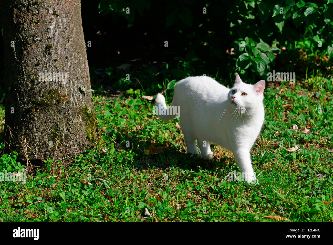 Domestic cat. White tomcat stalking in a garden. Germany Stock Photo ...