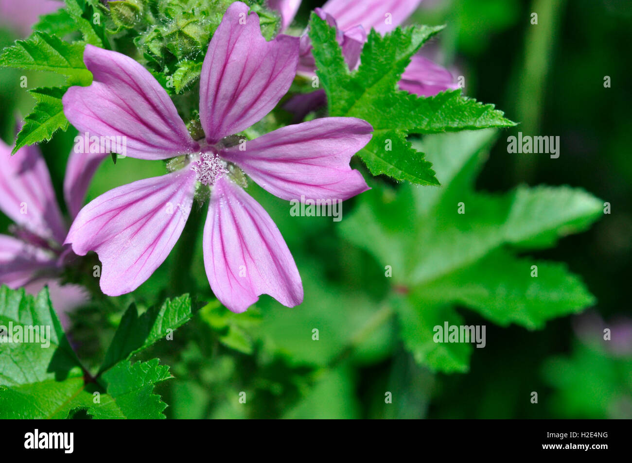 Blue Mallow, High Mallow, Common Mallow (Malva sylvestris), flowering ...