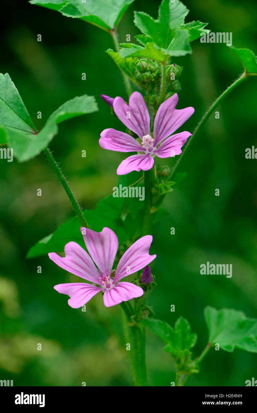 Blue Mallow, High Mallow, Common Mallow (Malva sylvestris), flowering ...