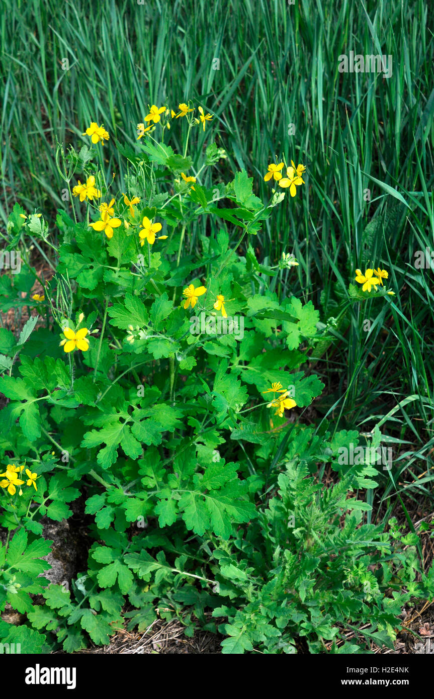 Greater Celandine (Chelidonium majus), flowering plant. Germany Stock ...