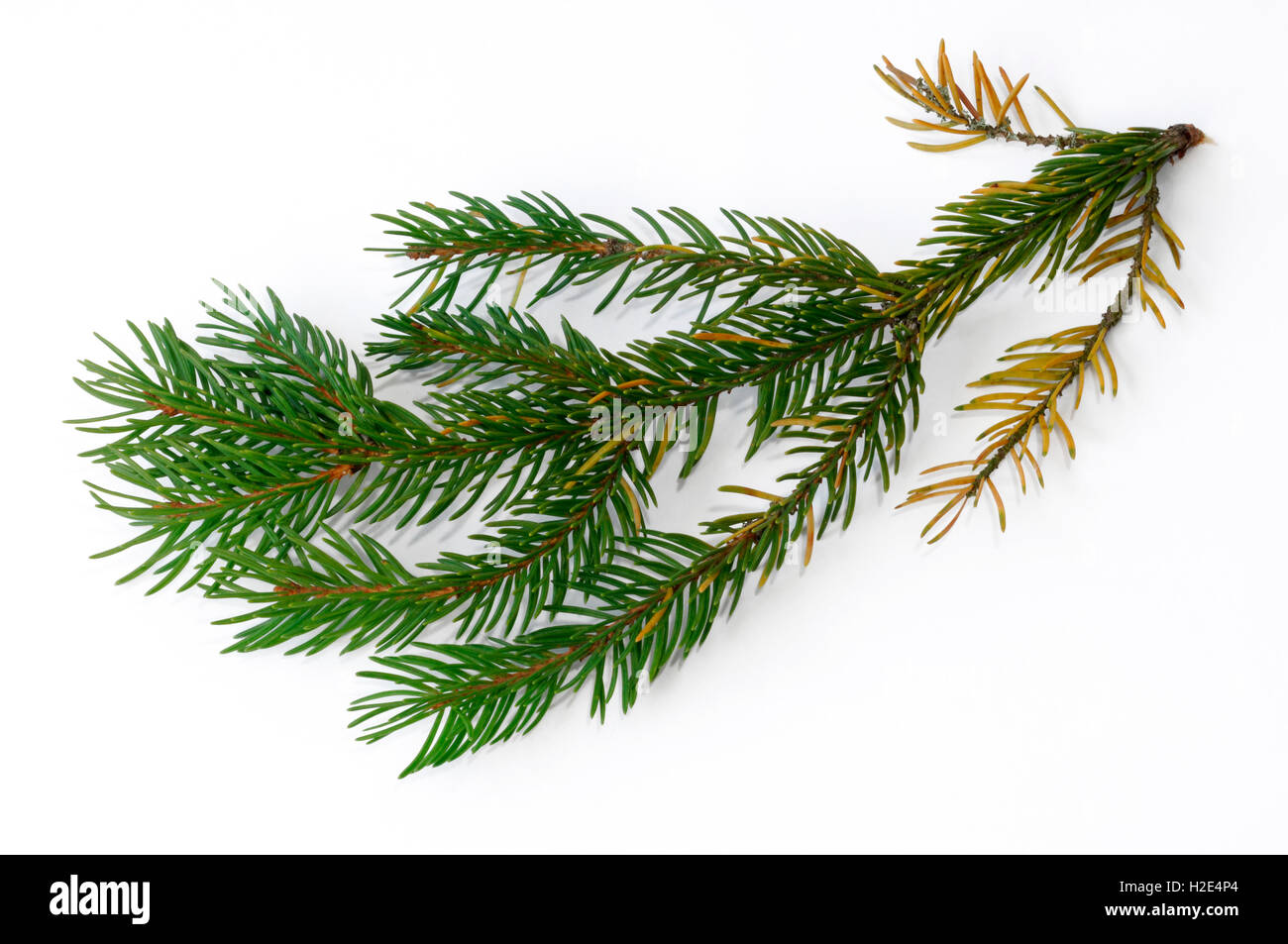 Norway Spruce, Common Spruce (Picea abies), damaged twig with fallen off needles and ...