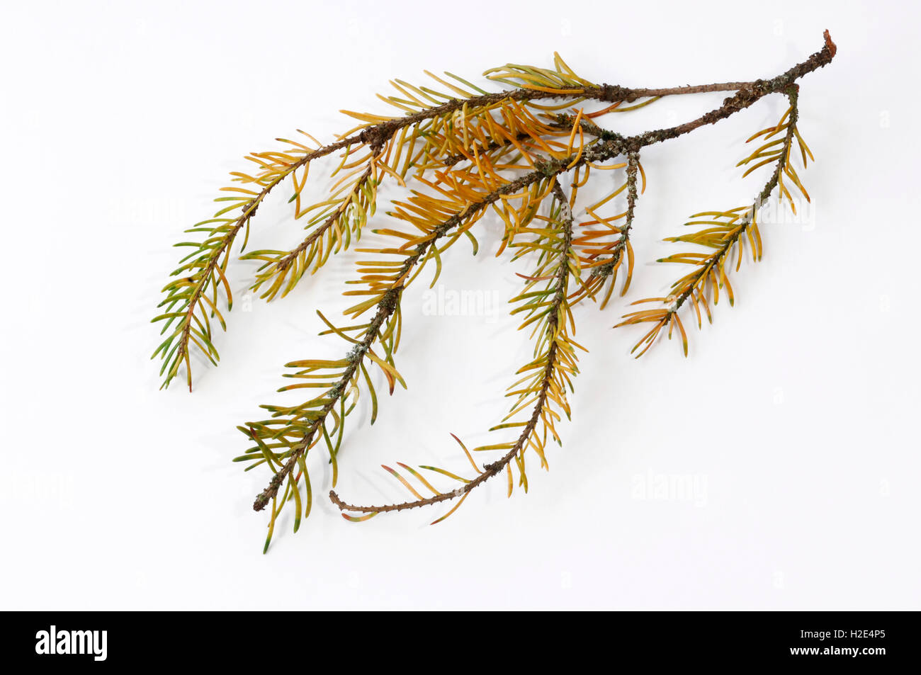 Norway Spruce, Common Spruce (Picea abies). Seriously damaged twig with fallen off needles and ...
