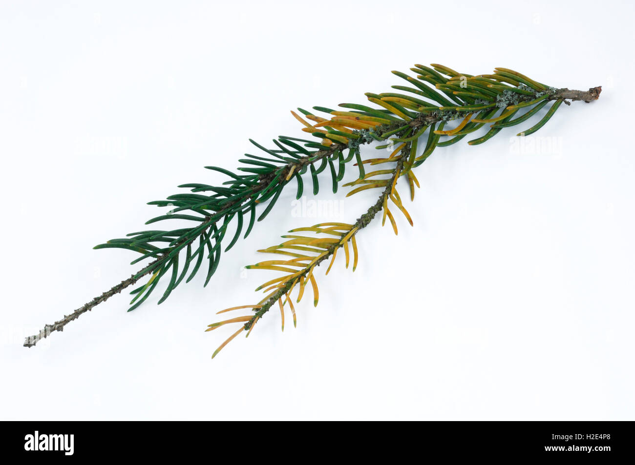 Norway Spruce, Common Spruce (Picea abies), damaged twig with fallen off needles and ...