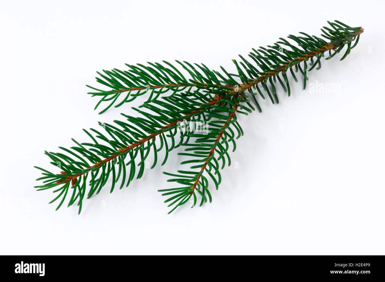 Norway Spruce, Common Spruce (Picea abies). Healthy twig. Studio picture against a white ...