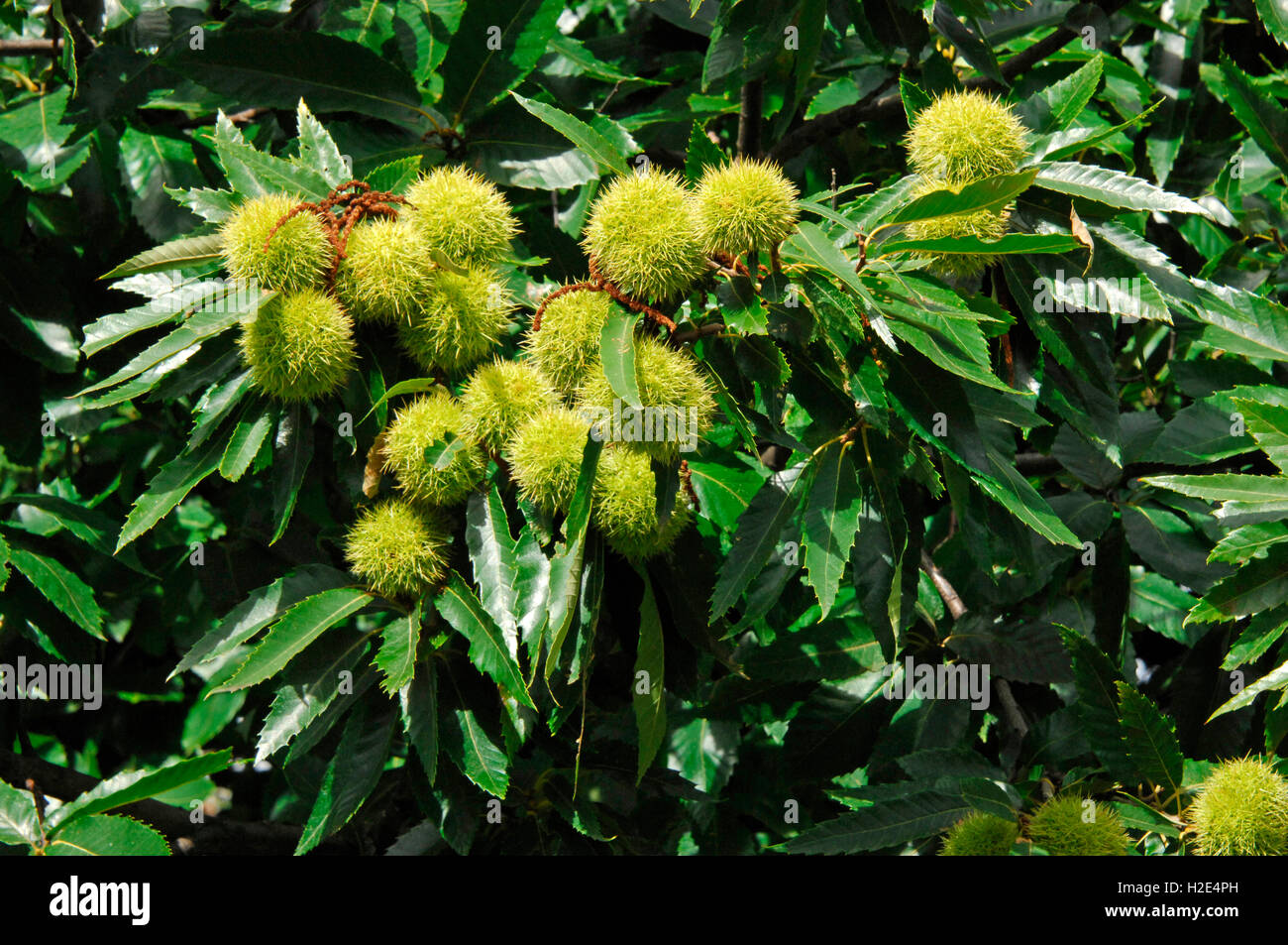 Spanish Chestnut, Sweet Chestnut (Castanea sativa), branch with fruit ...