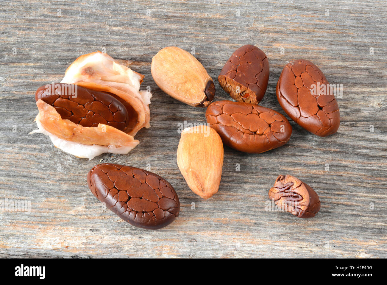 Cacao, Chocolate Nut Tree (Theobroma cacao). Toasted cacao seeds (cacao ...