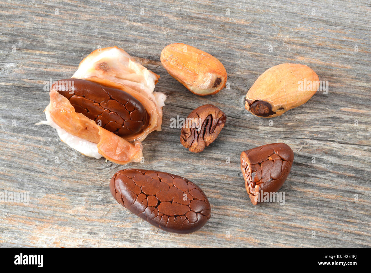 Cacao, Chocolate Nut Tree (Theobroma cacao). Toasted cacao seeds (cacao ...