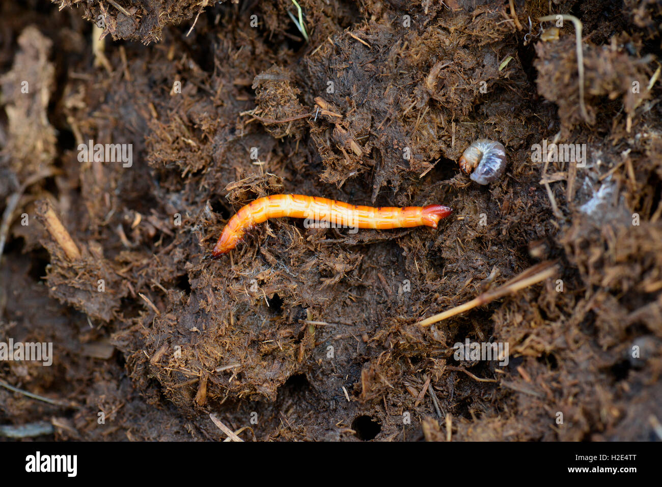 Click beetle larvae hi-res stock photography and images - Alamy
