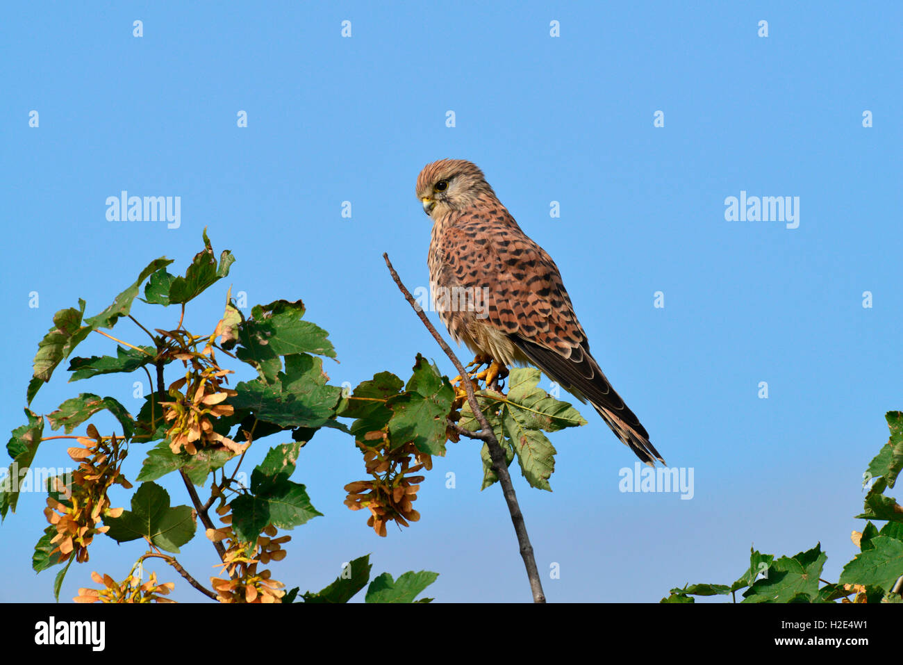 Common Kestrel (Falco tinnunculus). Female perched on a tree. Germany ...