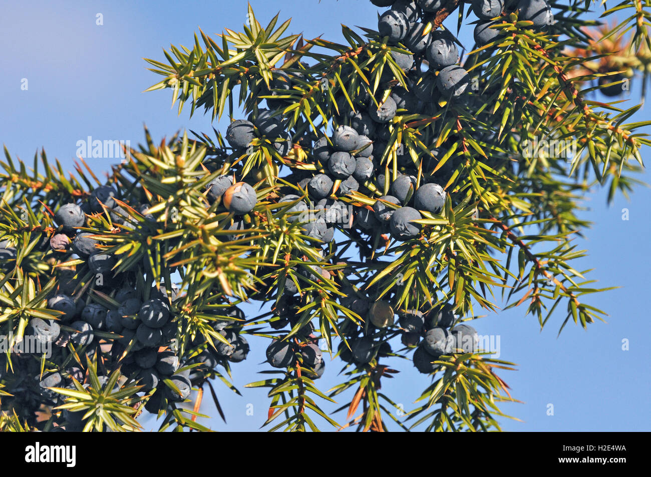 Common Juniper (Juniperus communis). Berries on a twig. Germany Stock ...