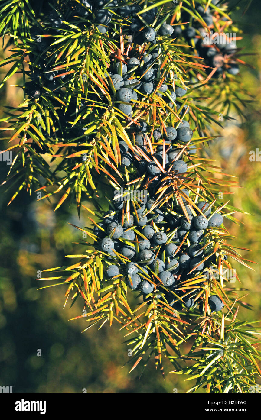 Common Juniper (Juniperus communis). Berries on a twig. Germany Stock ...