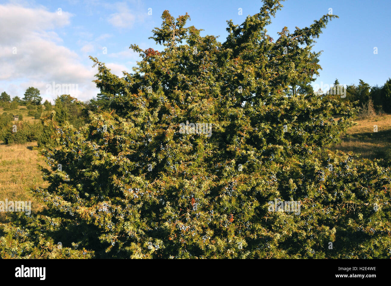Common Juniper (Juniperus communis). Bush with fruit. Germany Stock ...