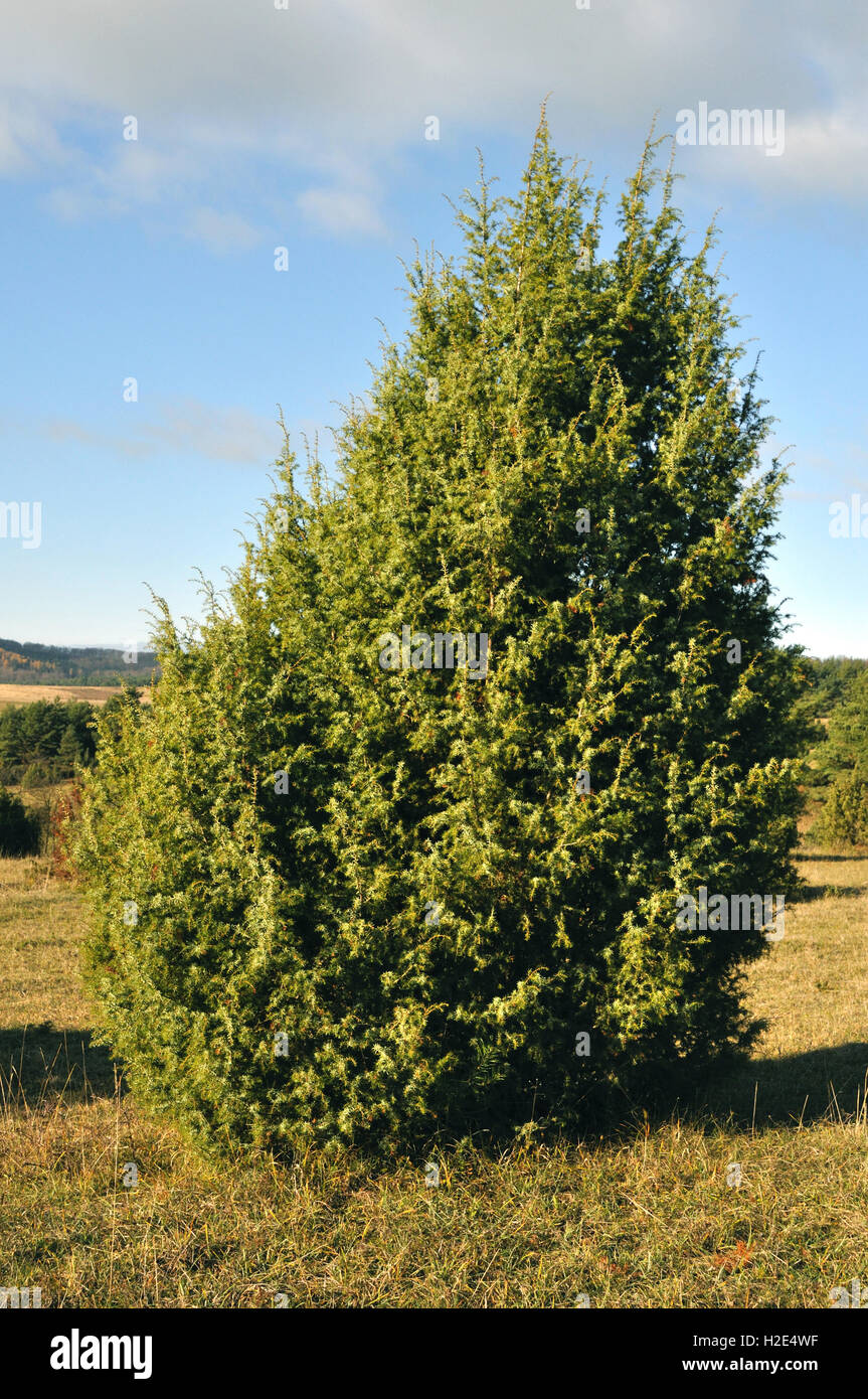 Common Juniper (Juniperus communis), single bush. Germany Stock Photo ...
