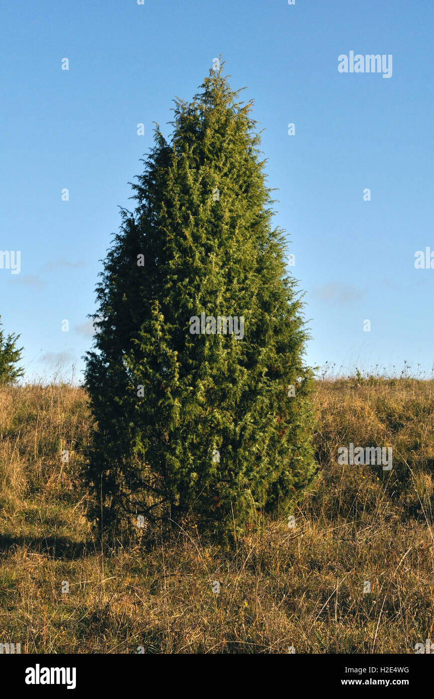 Common Juniper (Juniperus communis), single bush. Germany Stock Photo ...